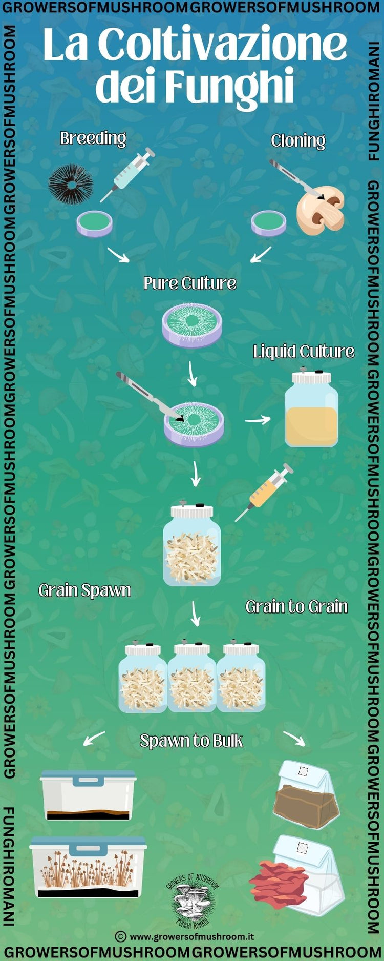 Practical Guide to Growing Mushrooms: The Essential Infographic ...