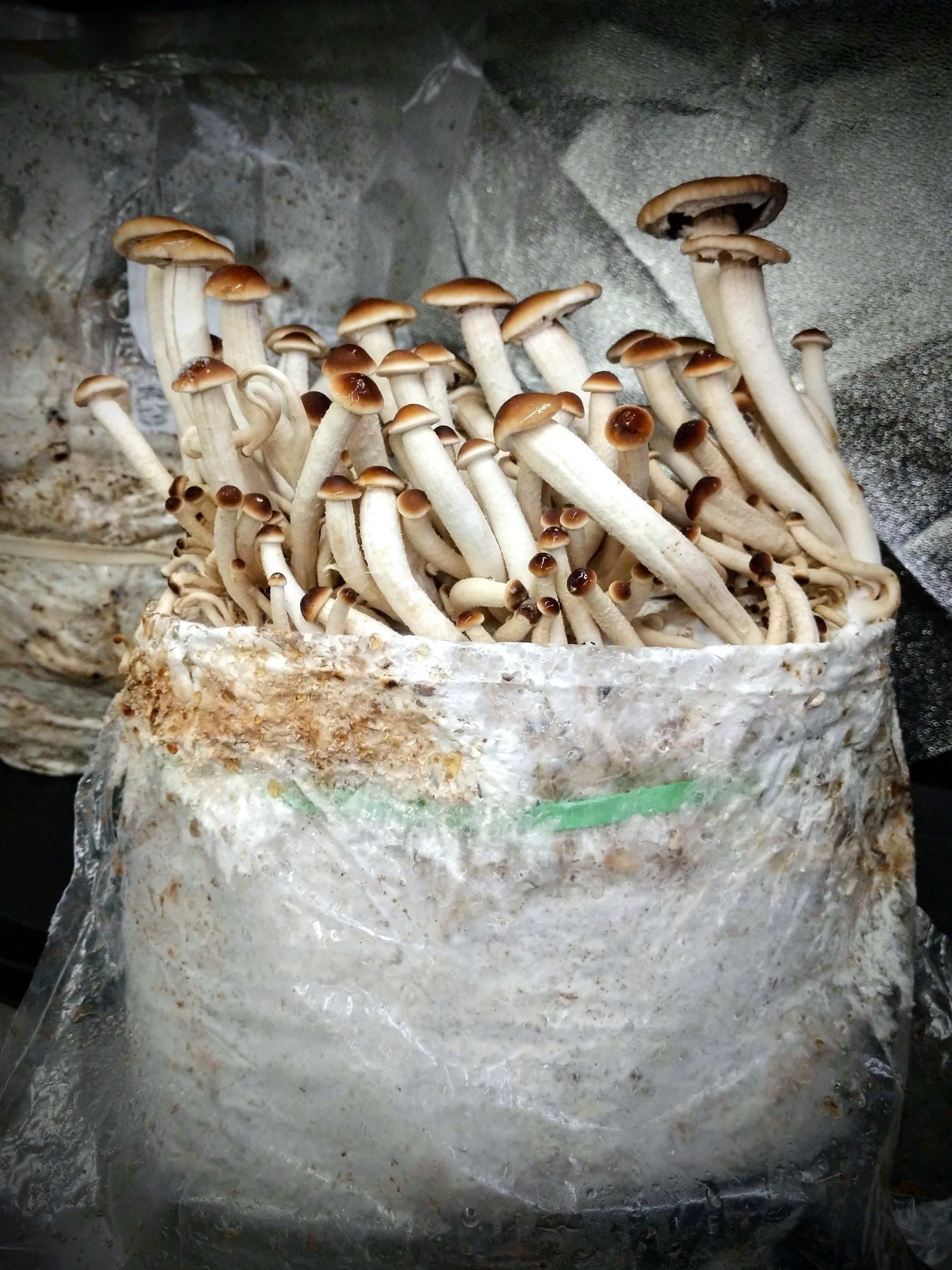 Kit di Coltivazione Funghi - Cyclocybe cylindracea | Pioppino – Growers ...